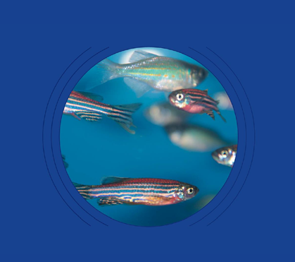 Logiciel Zebrafish : Optimisez la gestion des poissons zèbres pour vos ...